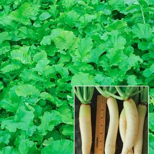 How and When to Plant Winter Cover Crops | Gardener’s Path