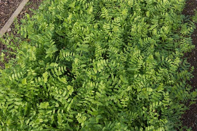 How and When to Plant Winter Cover Crops | Gardener’s Path