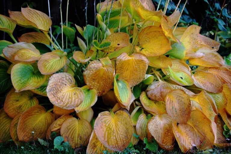 Learn When and How to Divide Hosta Plants | Gardener’s Path