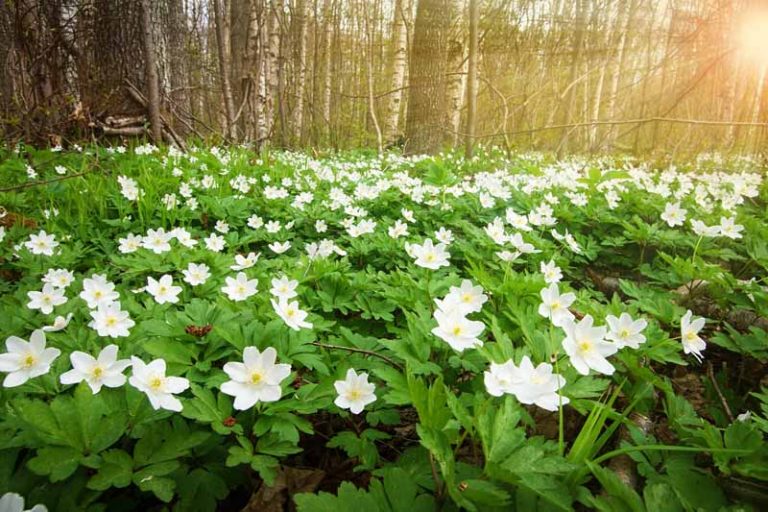 How to Grow Wood Anemone Flowers for Shady Areas | Gardener’s Path