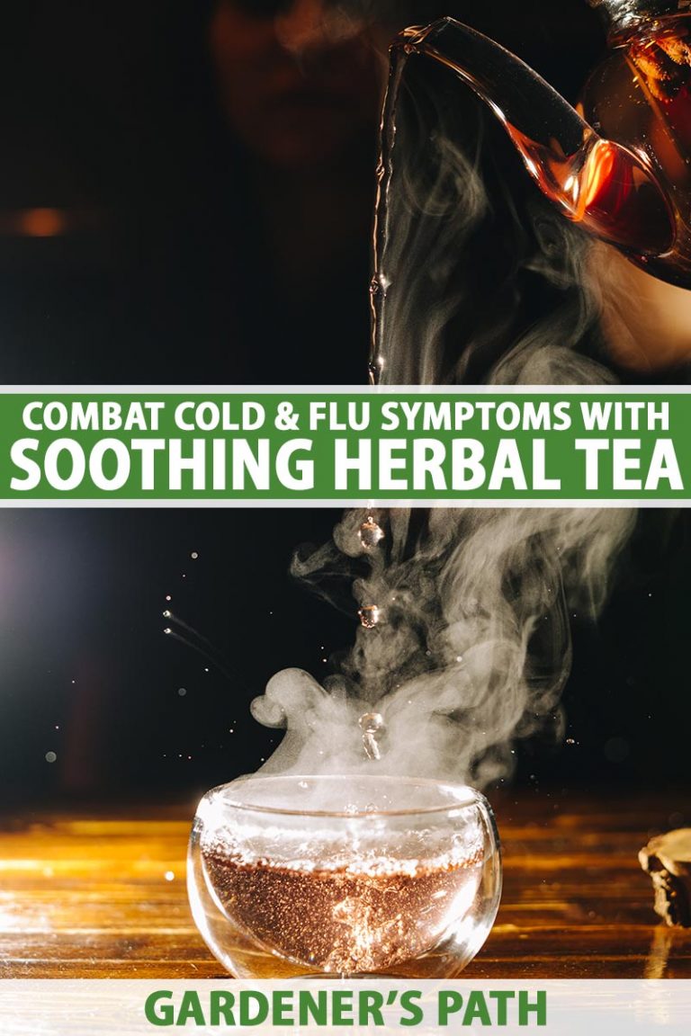 Make Soothing Herbal Tea for Colds and the Flu | Gardener’s Path
