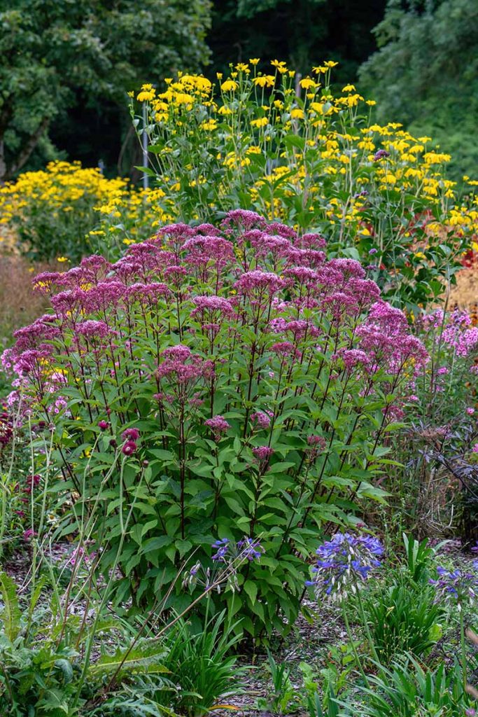 Tips for Growing a Native Wildflower Landscape | Gardener’s Path