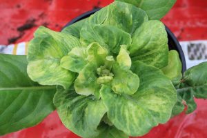 How to Identify and Prevent Common Lettuce Diseases
