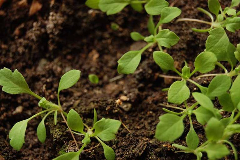 Tips for Growing Parsnips in Containers | Gardener’s Path