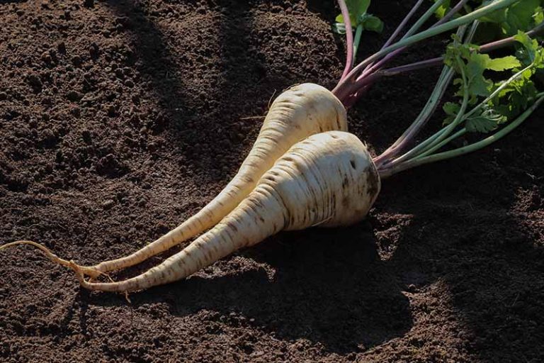 Tips for Growing Parsnips in Containers | Gardener’s Path