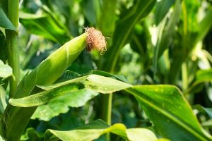 How to Plant and Grow Popcorn | Gardener’s Path