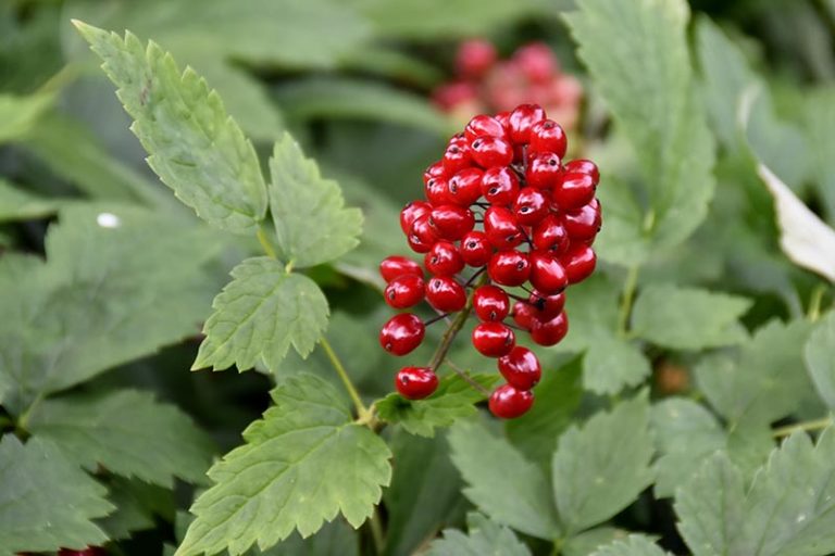 How to Grow and Care for Baneberry Shrubs (Actaea)