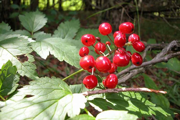 How to Grow and Care for Baneberry Shrubs (Actaea)