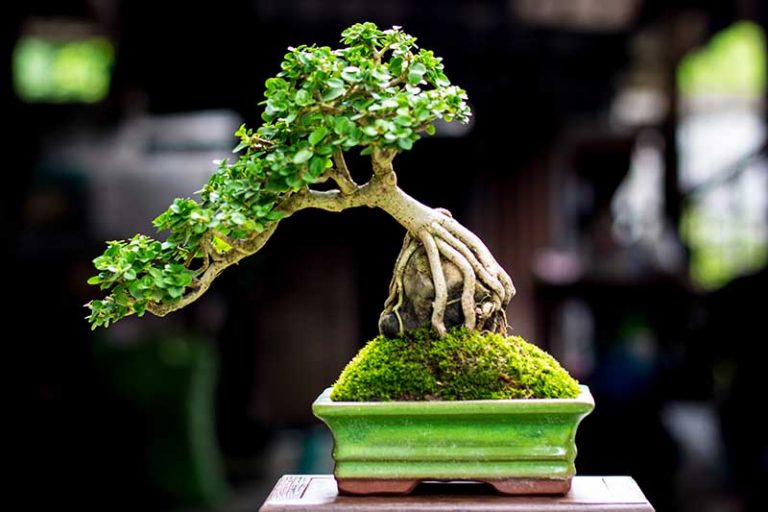 Introduction to Bonsai: Tips for Beginners | Gardener’s Path