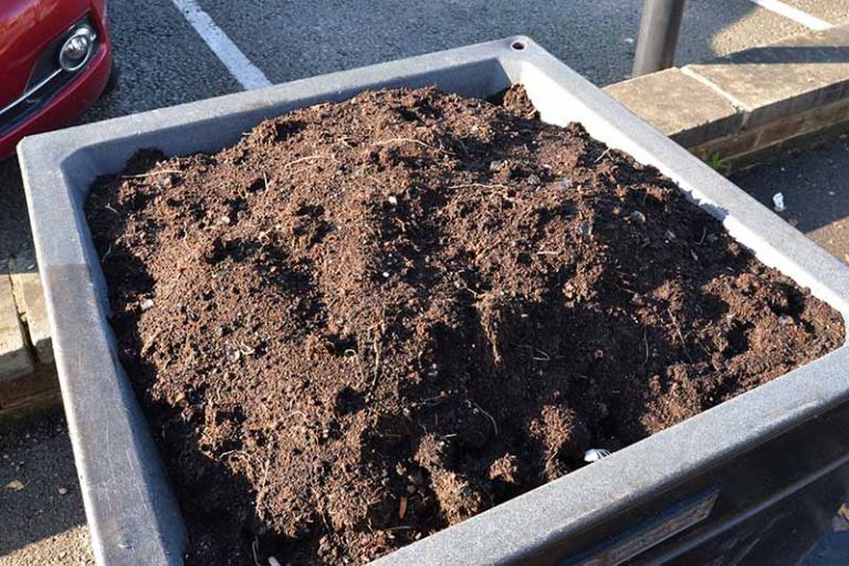 Tips for Growing Parsnips in Containers | Gardener’s Path