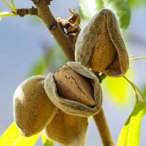 How and When to Prune Almond Trees | Gardener’s Path