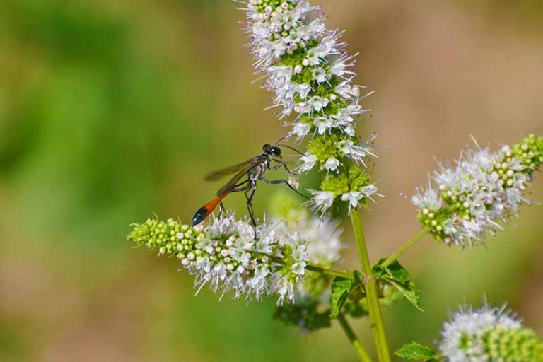 The Benefits of Companion Planting | Gardener’s Path