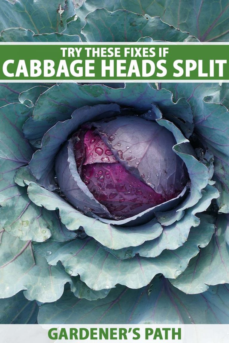 Why Do Cabbage Heads Split? | Gardener’s Path