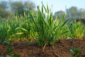 How and When to Plant Winter Cover Crops | Gardener’s Path