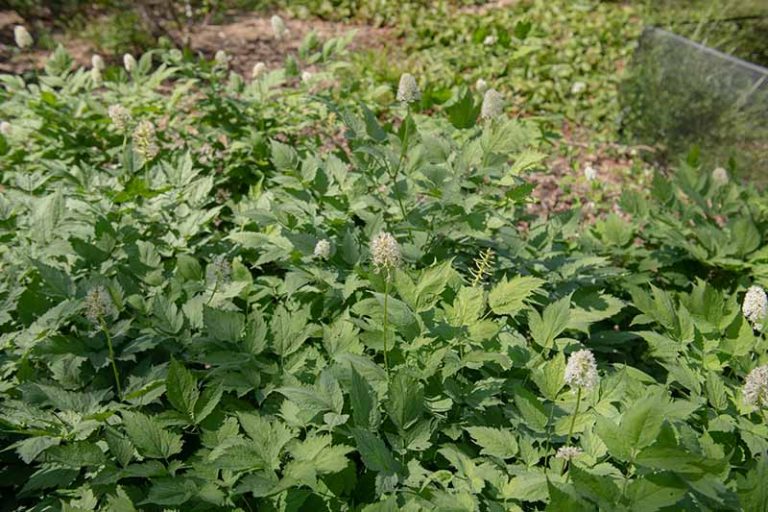 How to Grow and Care for Baneberry Shrubs (Actaea)