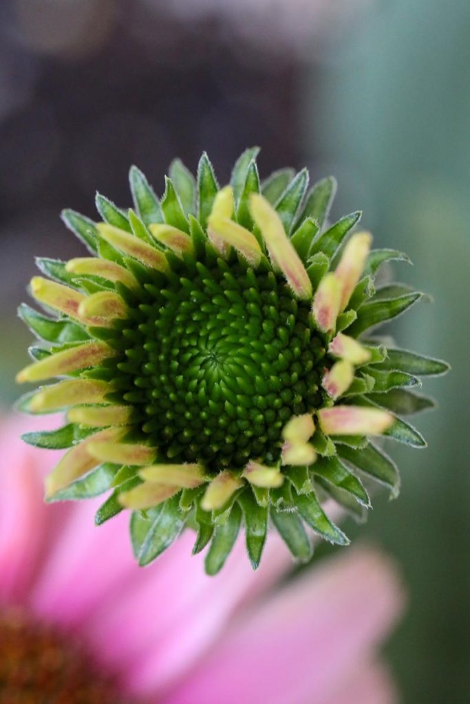 How to Grow and Care for Coneflowers (Echinacea)