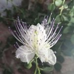 Grow and Use Capers: Learn About the Caper Bush | Gardener's Path