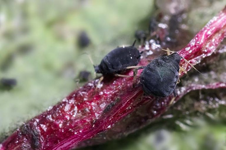 How to Identify and Control Common Swiss Chard Pests