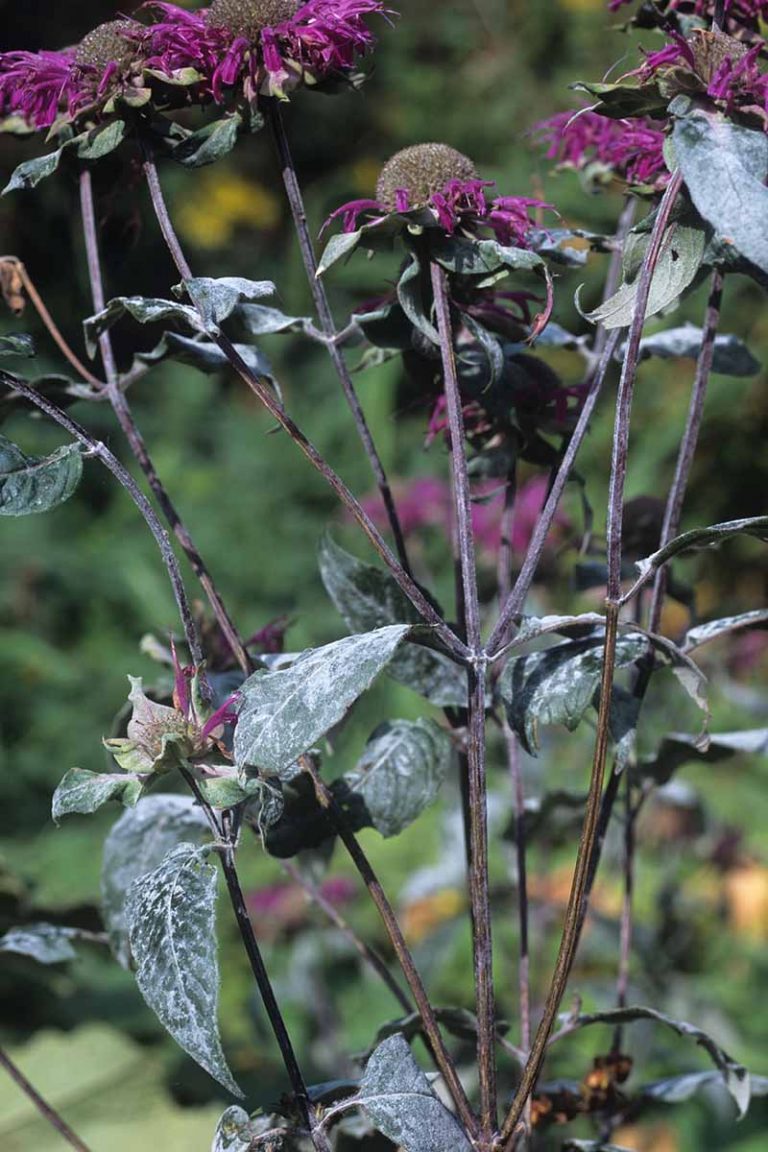 Identify and Control Coneflower Pests and Diseases