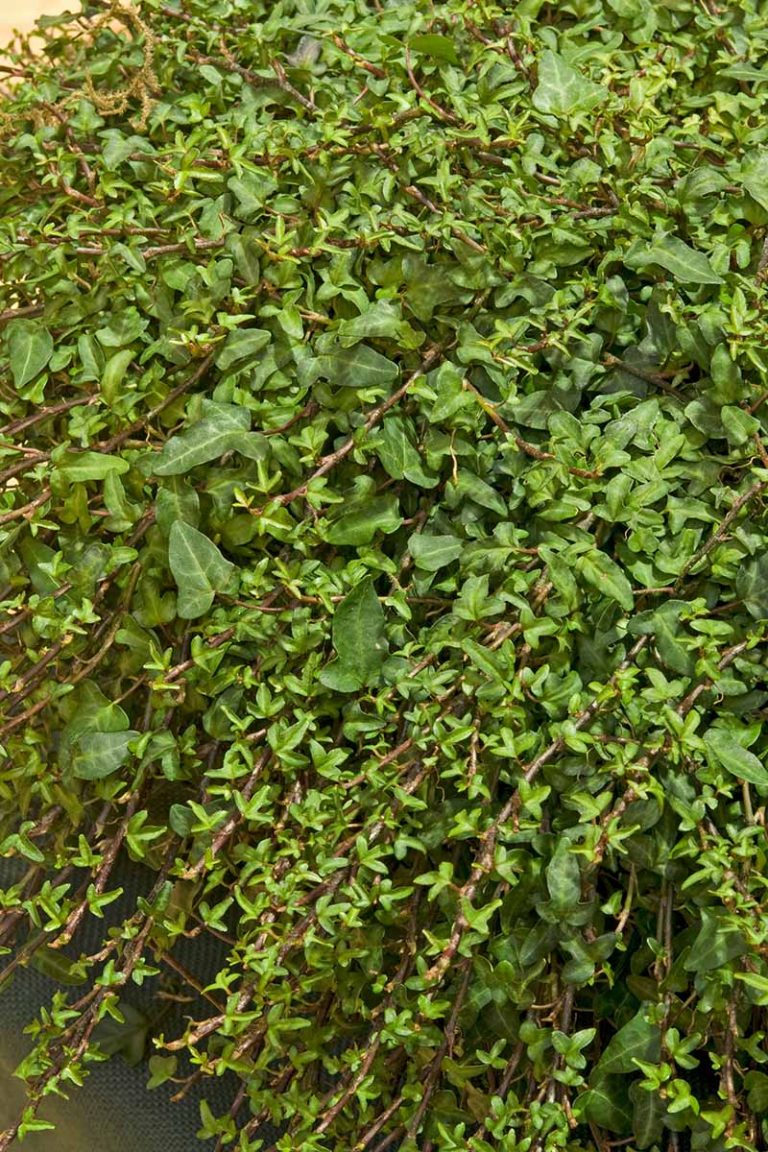 English Ivy Houseplants: How to Care For Hedera Helix Indoors