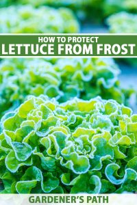 Does Lettuce Need Protection from Frost? | Gardener’s Path