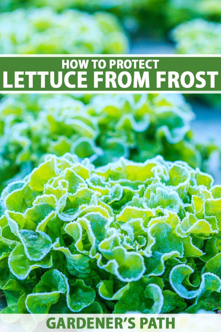 Does Lettuce Need Protection from Frost? | Gardener’s Path