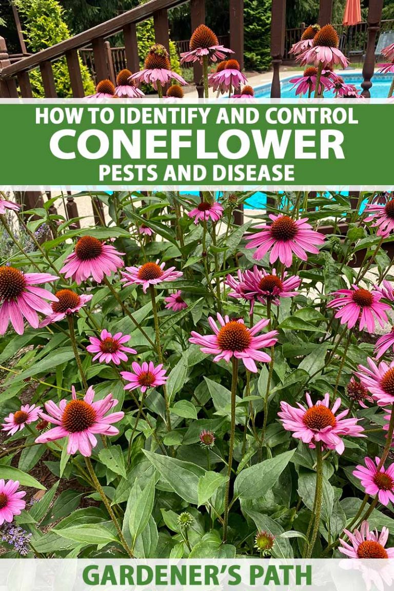 Identify and Control Coneflower Pests and Diseases