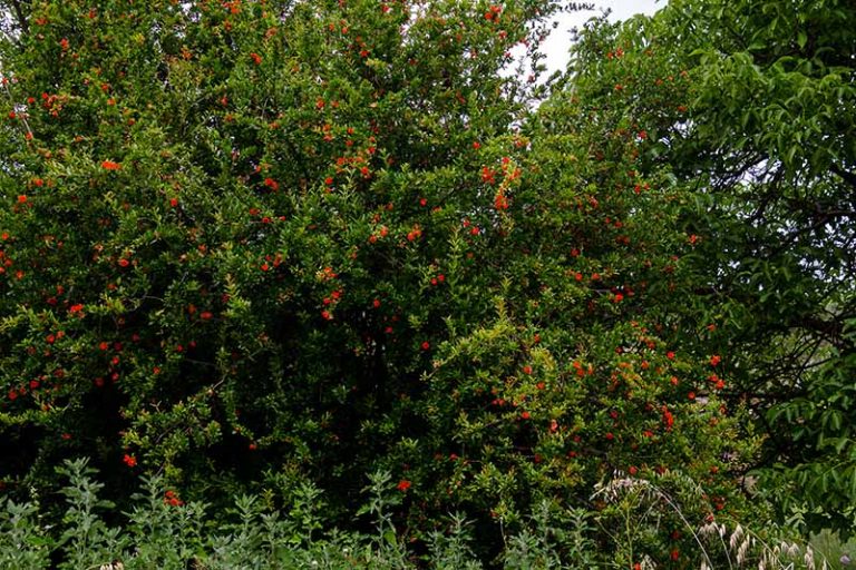 Identify and Control Pomegranate Pests and Diseases