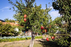 How to Fertilize Pomegranate Trees | Gardener’s Path