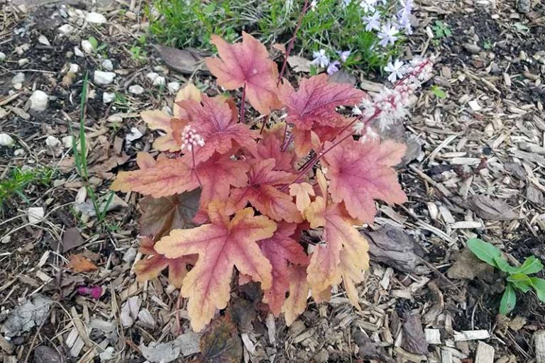 How to Care for Heuchera in the Winter | Gardener’s Path
