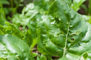 How to Identify and Control Common Swiss Chard Pests