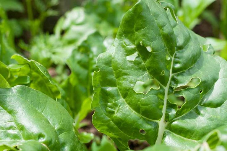 How to Identify and Control Common Swiss Chard Pests