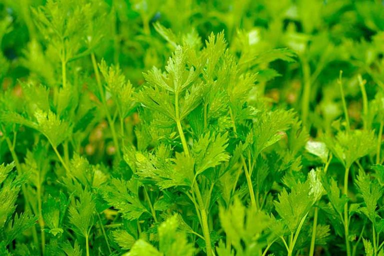 Reasons for Skinny Homegrown Celery Stalks | Gardener's Path
