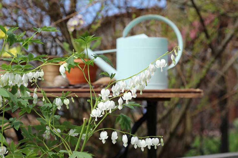 How to Overwinter Bleeding Heart Plants | Gardener’s Path