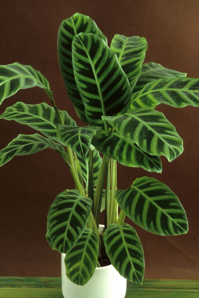 How to Grow and Care for Calathea Zebrina Plants