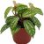 How to Grow and Care for Aluminum Plants (Watermelon Pilea)