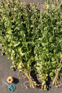 Learn How to Plant and Grow Catnip | Gardener’s Path