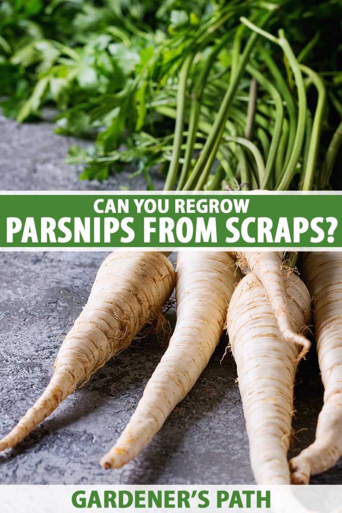 Can You Regrow Parsnips from Kitchen Scraps? | Gardener’s Path