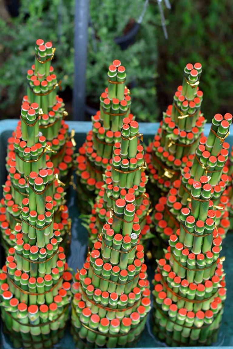 How to Grow Lucky Bamboo Houseplants (Dracaena sanderiana)