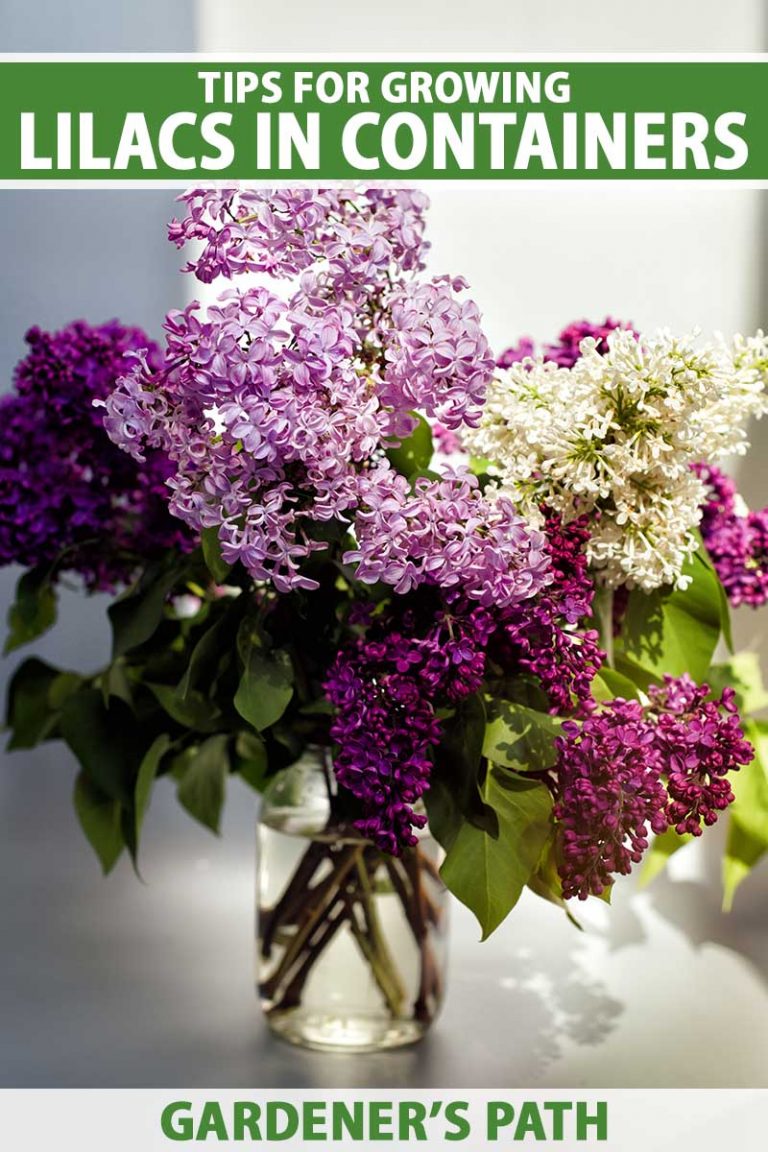 How to Grow Lilacs in Containers | Gardener’s Path