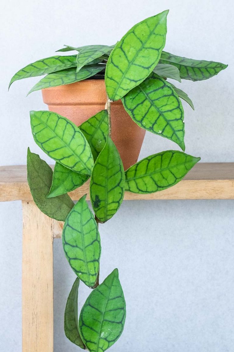 29 of the Most Fabulous Types of Hoya | Gardener’s Path