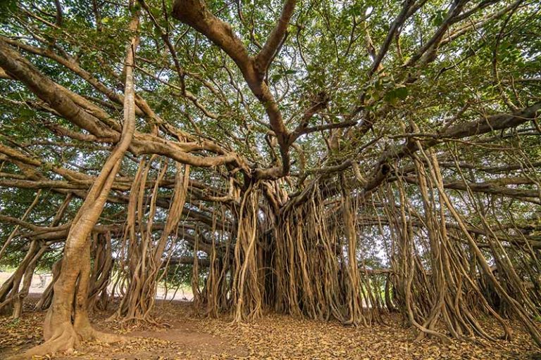 How to Prune Your Fiddle-Leaf Fig | Gardener’s Path