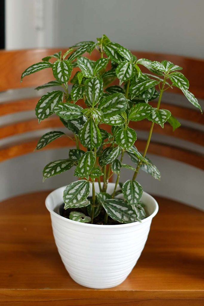 How to Grow and Care for Aluminum Plants (Watermelon Pilea)