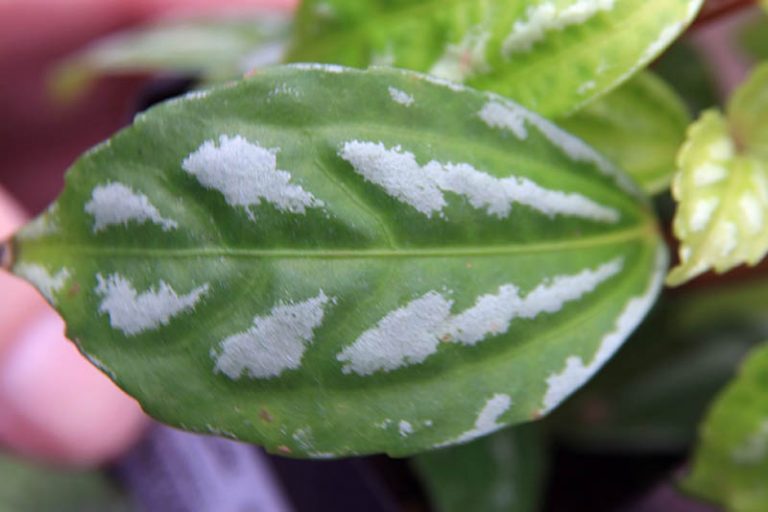 How to Grow and Care for Aluminum Plants (Watermelon Pilea)