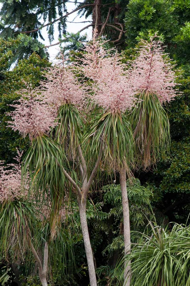 How to Grow and Care for Ponytail Palms | Gardener’s Path