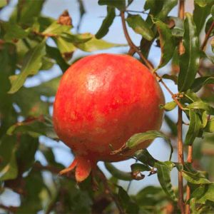 9 of the Best Pomegranate Varieties to Grow at Home