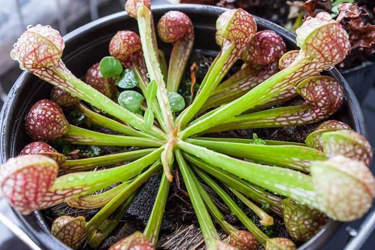 How to Grow and Care for Pitcher Plants (Sarracenia)