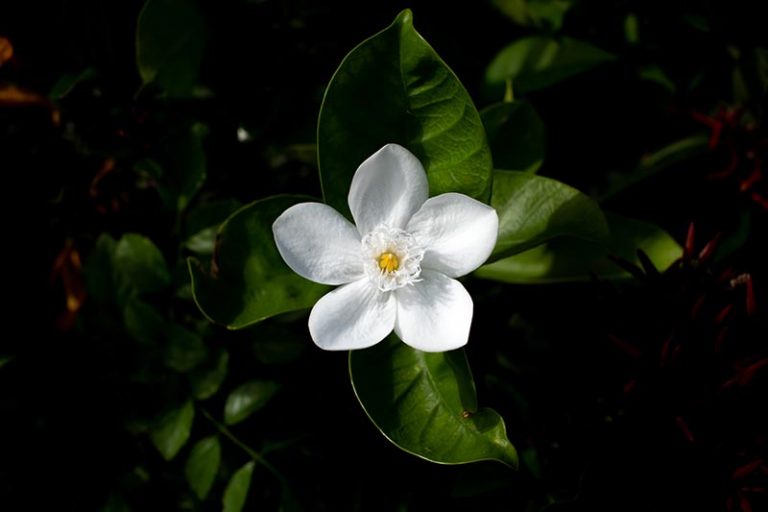 How to Grow and Care for Gardenias | Gardener’s Path