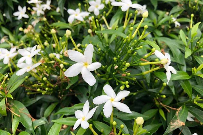 How to Grow and Care for Gardenias | Gardener’s Path
