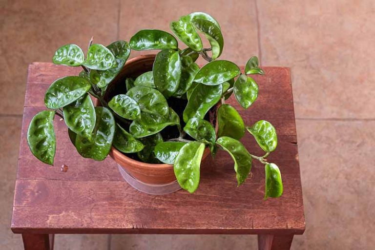 29 of the Most Fabulous Types of Hoya | Gardener’s Path